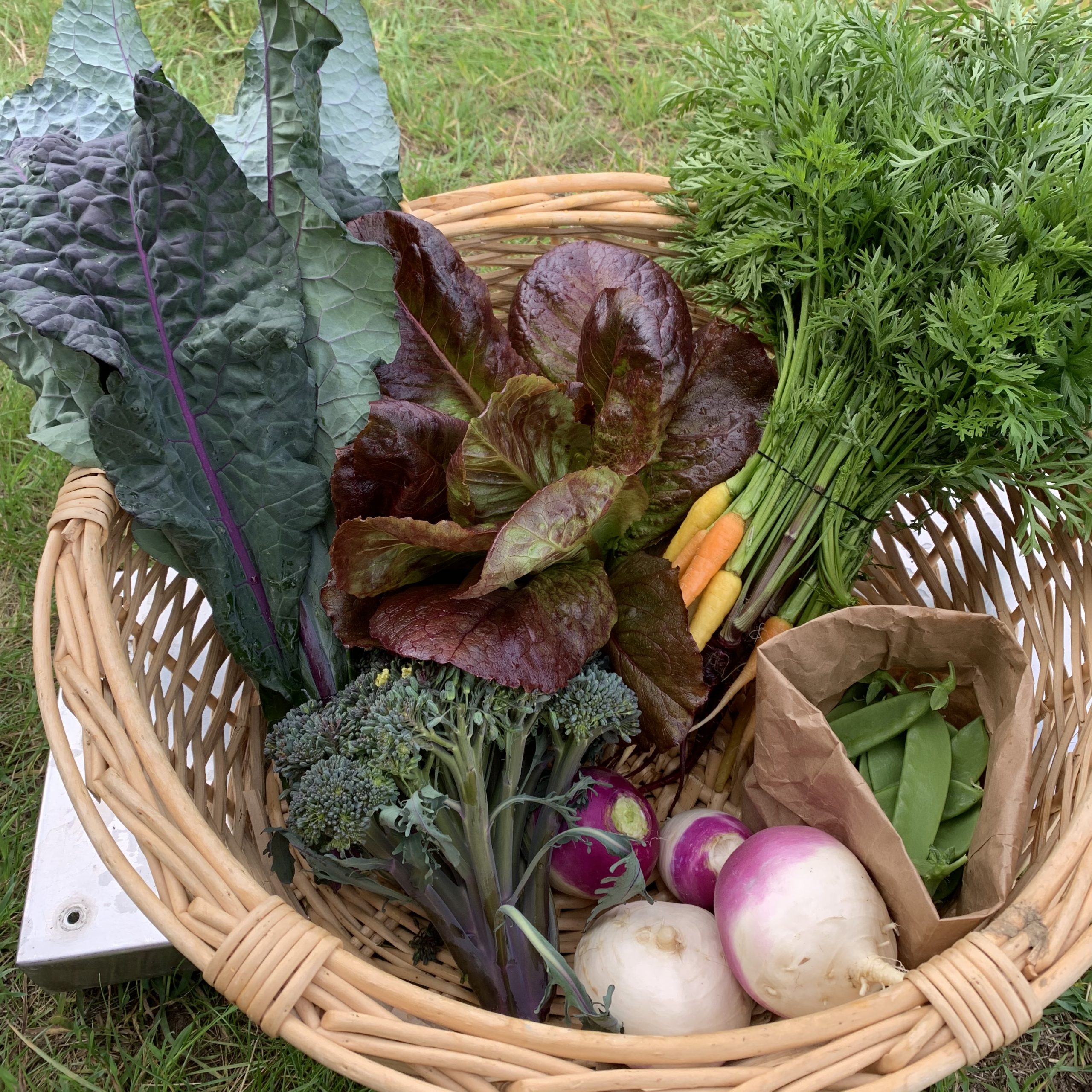 Home - Singing Nettle Farm