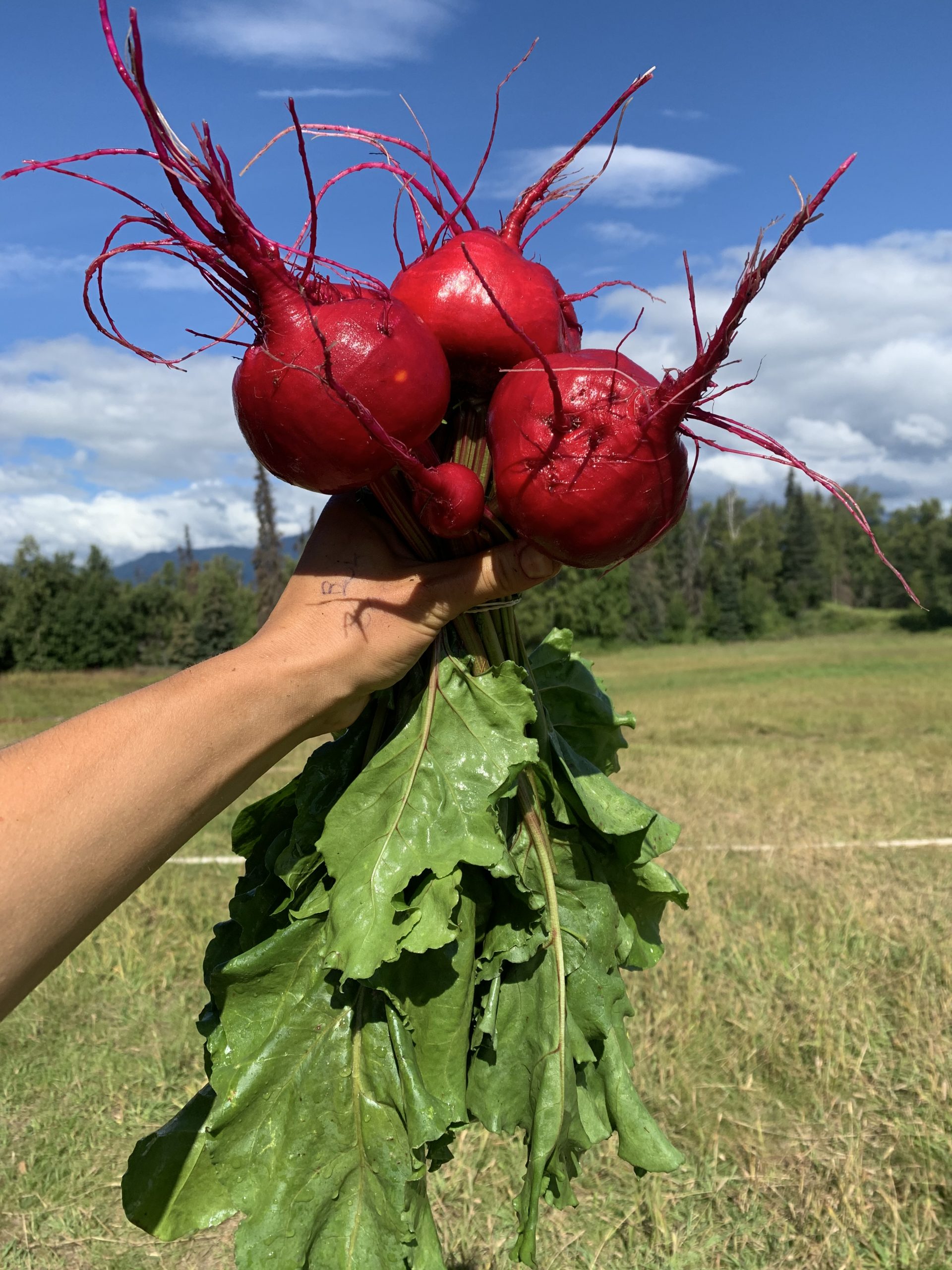 Home - Singing Nettle Farm