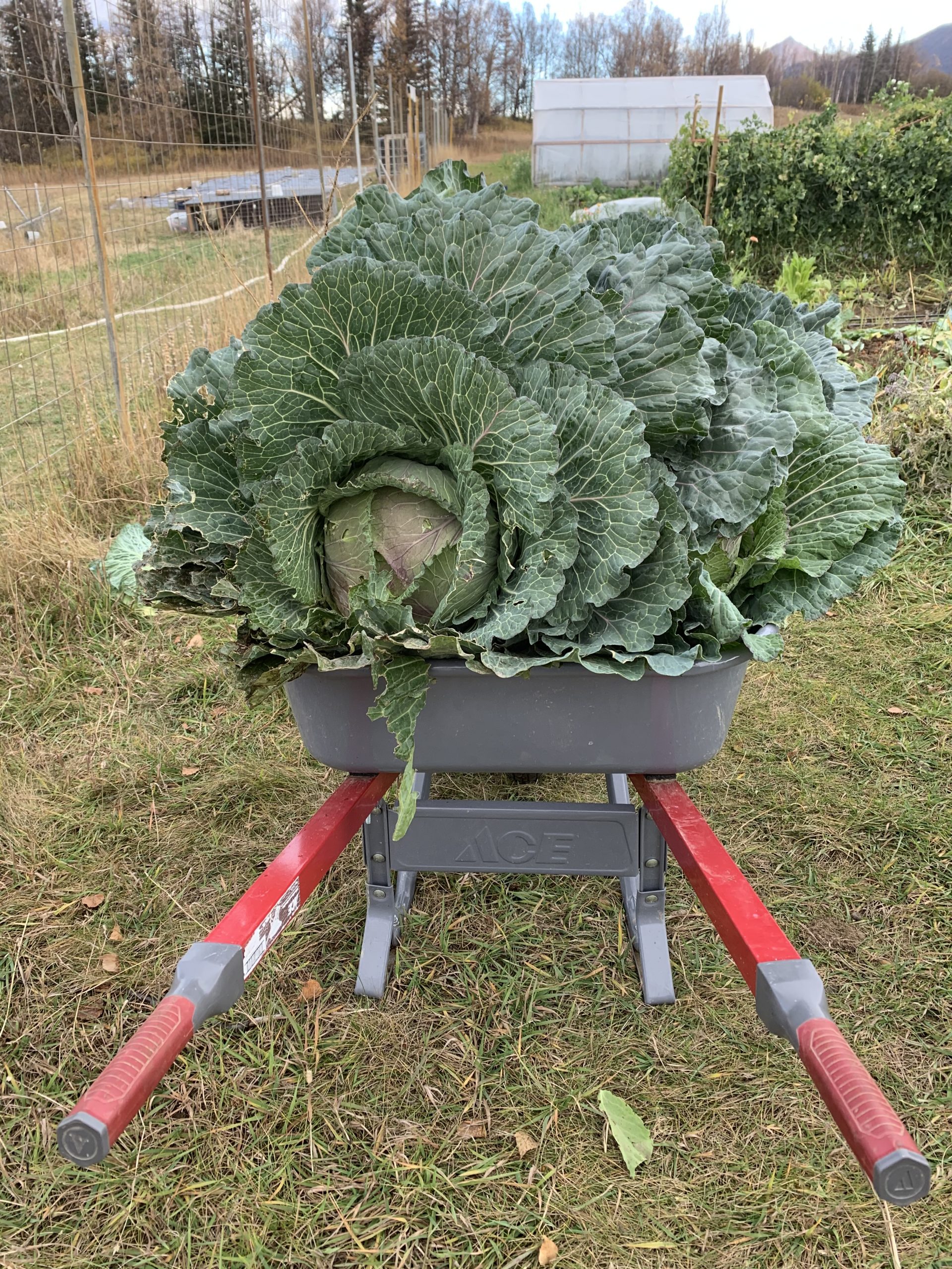 Home - Singing Nettle Farm